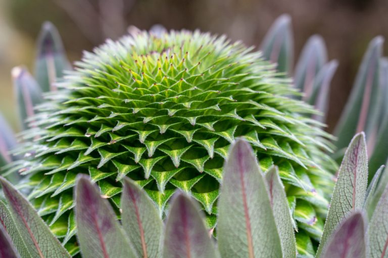 What Plants and Trees Will I See on Mount Kilimanjaro? | Ultimate ...