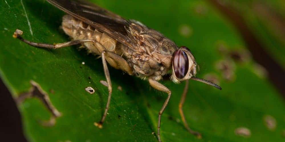 What the Heck are Tsetse Flies (and are They Dangerous)? | Ultimate ...