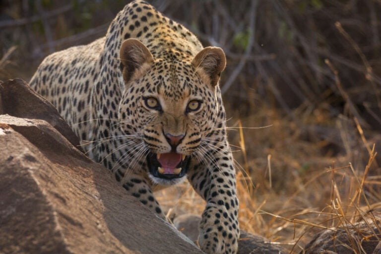 10 Interesting Facts About Leopards | Ultimate Kilimanjaro