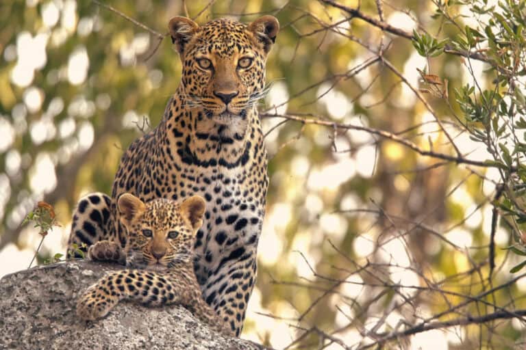 10 Interesting Facts About Leopards | Ultimate Kilimanjaro