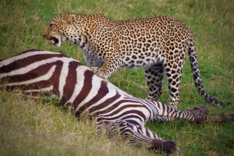 10 Interesting Facts About Leopards | Ultimate Kilimanjaro