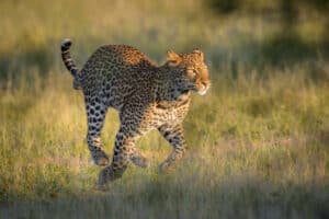 10 Interesting Facts About Leopards | Ultimate Kilimanjaro