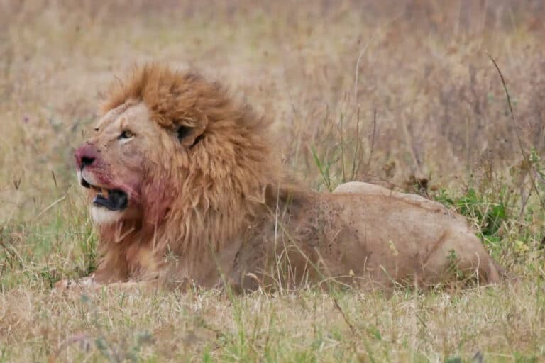 10 Fun Facts About Lions | Ultimate Kilimanjaro