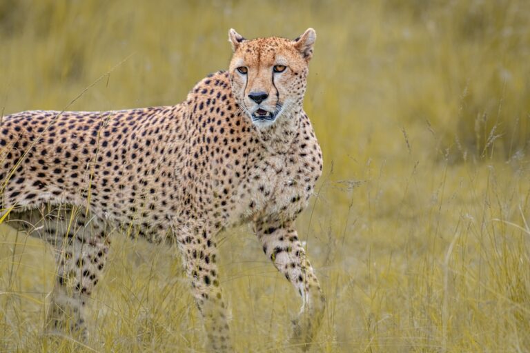 10 Interesting Facts About Cheetahs | Ultimate Kilimanjaro