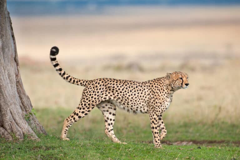 10 Interesting Facts About Cheetahs | Ultimate Kilimanjaro