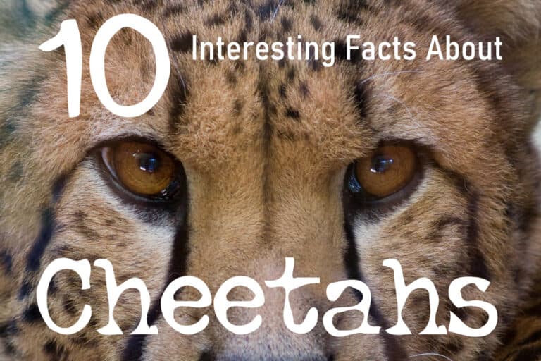 10 Interesting Facts About Cheetahs | Ultimate Kilimanjaro