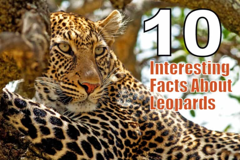 10 Interesting Facts About Leopards | Ultimate Kilimanjaro