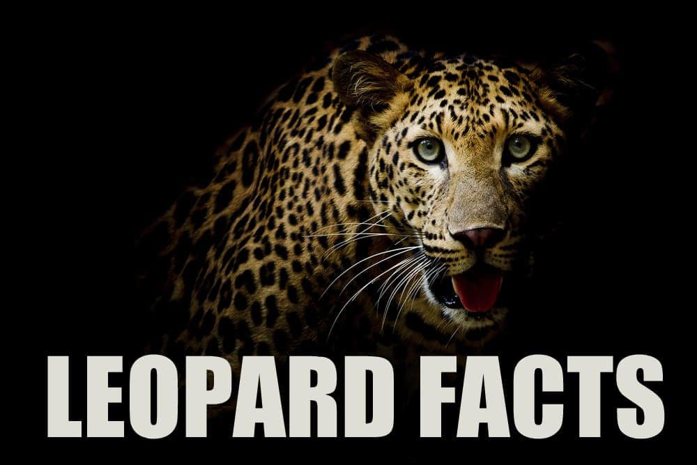 Leopard Information Facts