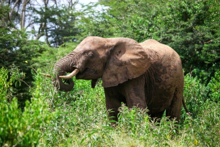 10 Fascinating Facts About Elephants | Ultimate Kilimanjaro