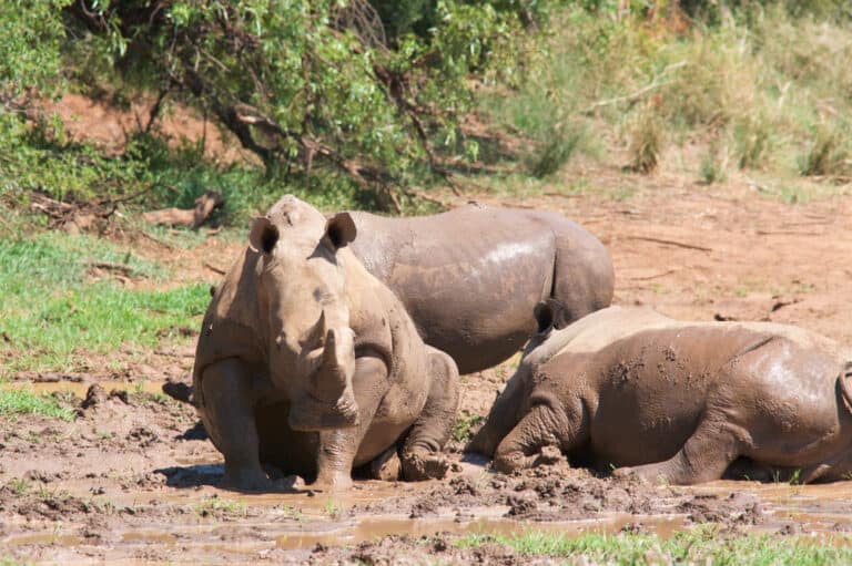 12 Fun Facts About Rhinos | Ultimate Kilimanjaro
