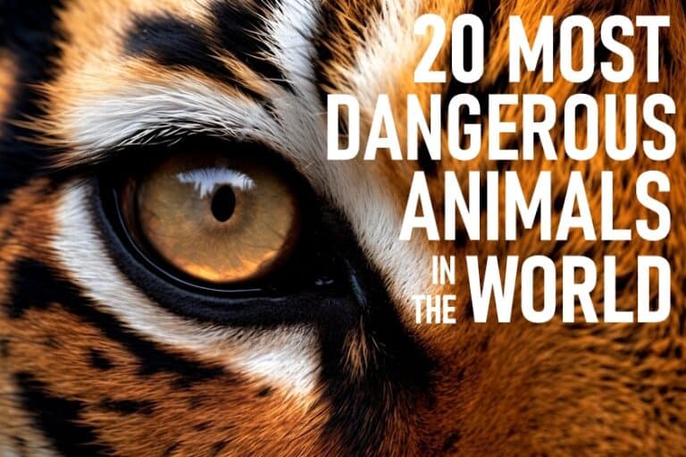 The 20 Most Dangerous Animals in the World | Ultimate Kilimanjaro