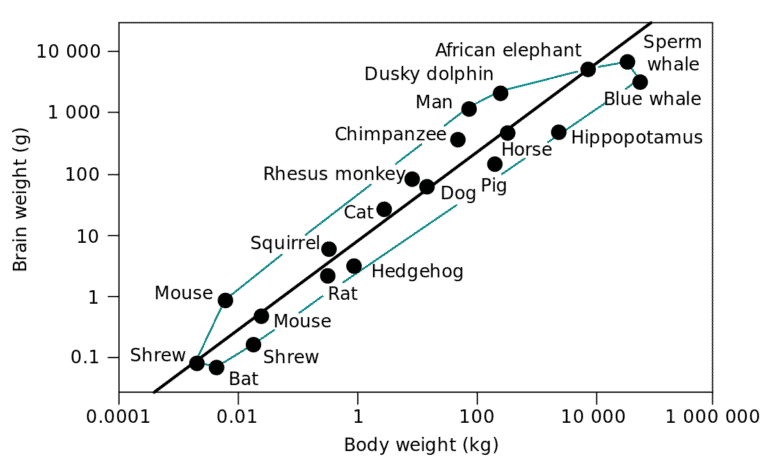 The 15 Smartest Animals in the World | Ultimate Kilimanjaro