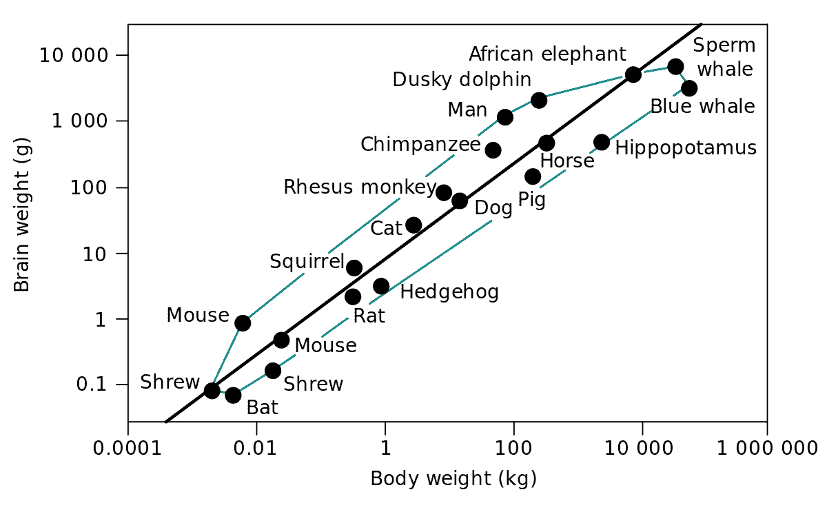 The 15 Smartest Animals in the World | Ultimate Kilimanjaro