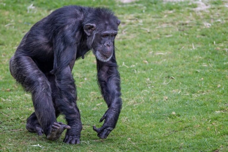 10 Fun Facts about Chimpanzees | Ultimate Kilimanjaro