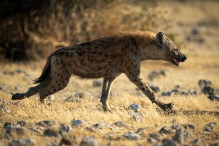 10 Fun Facts About Hyenas | Ultimate Kilimanjaro