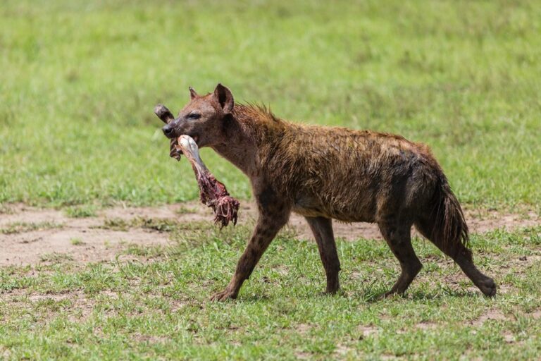10 Fun Facts About Hyenas | Ultimate Kilimanjaro