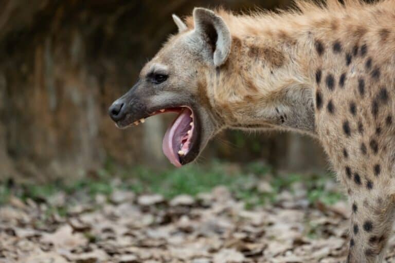 10 Fun Facts About Hyenas | Ultimate Kilimanjaro