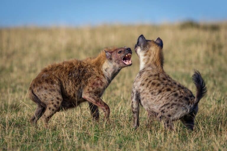 10 Fun Facts About Hyenas | Ultimate Kilimanjaro