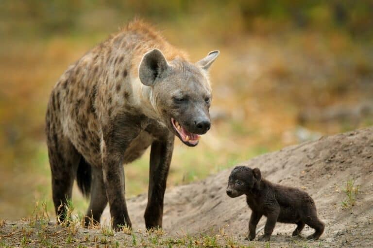 10 Fun Facts About Hyenas | Ultimate Kilimanjaro