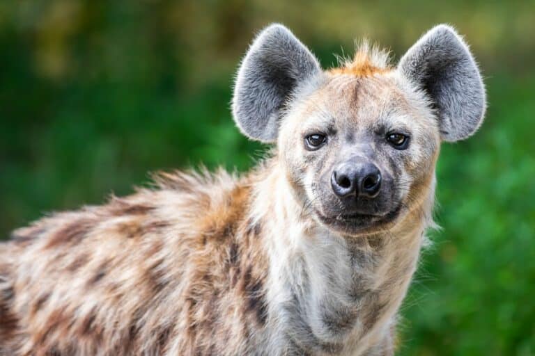 10 Fun Facts About Hyenas | Ultimate Kilimanjaro