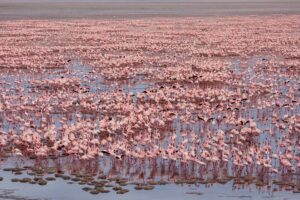 Lake Natron - the Deadly Lake That Turns Animals into Stone | Ultimate ...