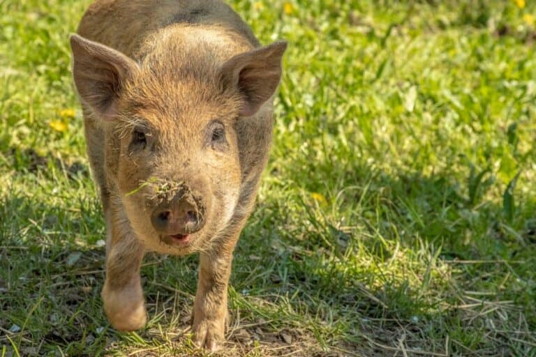 The 15 Smartest Animals in the World | Ultimate Kilimanjaro