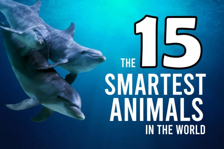 The 15 Smartest Animals in the World | Ultimate Kilimanjaro
