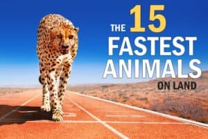 The 15 Fastest Animals in the World (on Land) | Ultimate Kilimanjaro