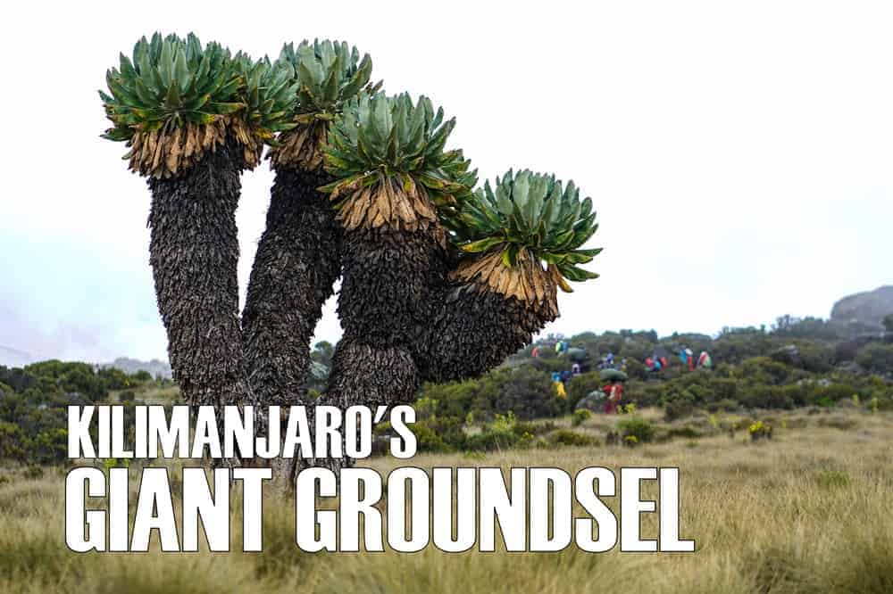Giant Groundsel - The Most Unique Plant on Mount Kilimanjaro | Ultimate ...