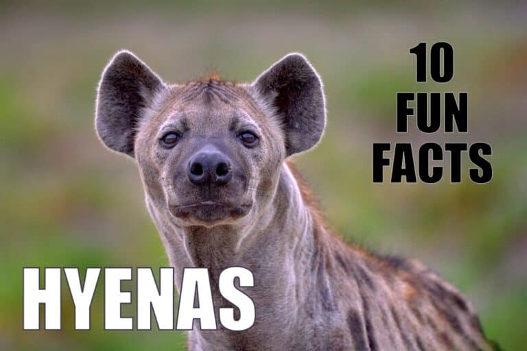10 Fun Facts About Hyenas | Ultimate Kilimanjaro