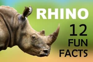 12 Fun Facts About Rhinos | Ultimate Kilimanjaro