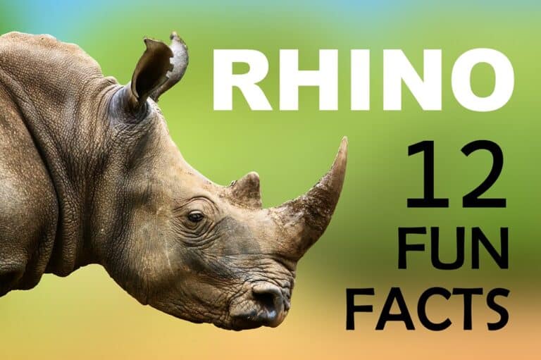 12 Fun Facts About Rhinos | Ultimate Kilimanjaro
