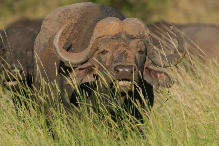 10 Fun Facts About the Cape Buffalo | Ultimate Kilimanjaro