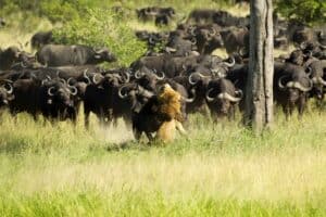 10 Fun Facts About the Cape Buffalo | Ultimate Kilimanjaro