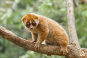 The 20 Cutest Animals in the World (With Photos) | Ultimate Kilimanjaro