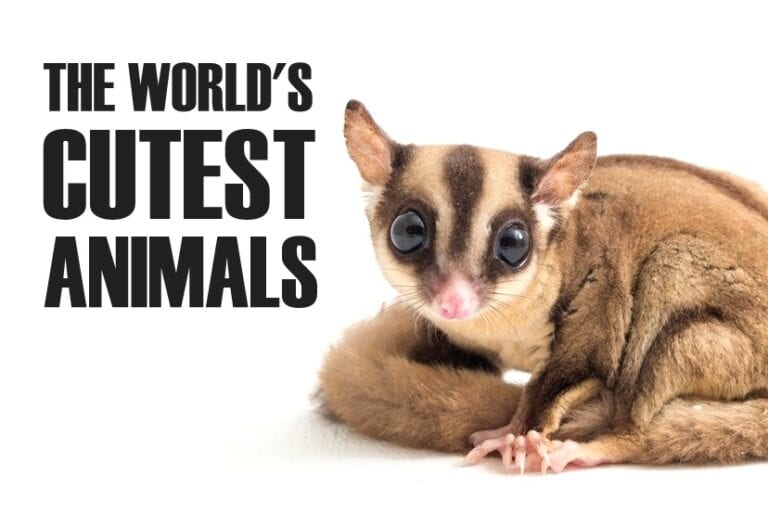 The 20 Cutest Animals in the World (With Photos) | Ultimate Kilimanjaro