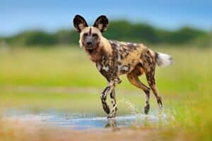 The 15 Fastest Animals in the World (on Land) | Ultimate Kilimanjaro