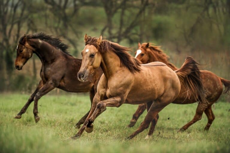 The 15 Fastest Animals in the World (on Land) | Ultimate Kilimanjaro