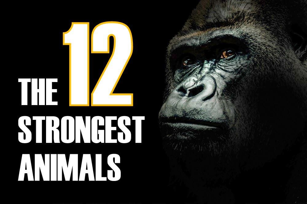 The 12 Strongest Animals in the World | Ultimate Kilimanjaro