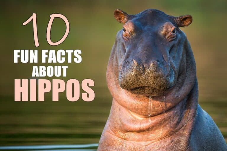 10 Fun Facts About Hippos - Africa's River Horses | Ultimate Kilimanjaro