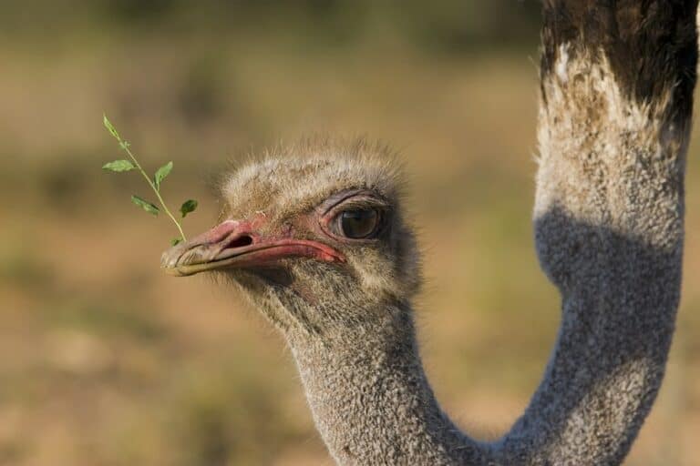 10 Fun Facts About Ostriches - Swift Runners of the Plains | Ultimate ...