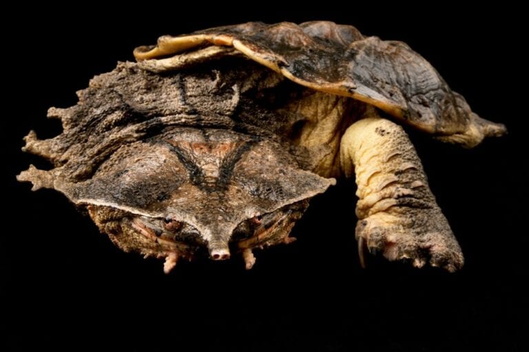 The 25 Ugliest Animals on Earth (With Photos) | Ultimate Kilimanjaro