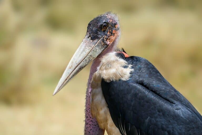 The 25 Ugliest Animals on Earth (With Photos) | Ultimate Kilimanjaro