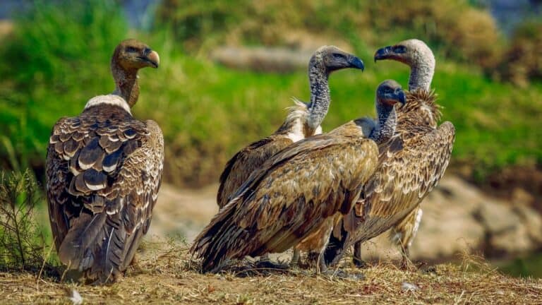 The 25 Ugliest Animals on Earth (With Photos) | Ultimate Kilimanjaro