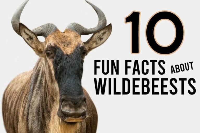 10 Fun Facts About Wildebeests | Ultimate Kilimanjaro