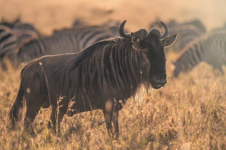 10 Fun Facts About Wildebeests | Ultimate Kilimanjaro