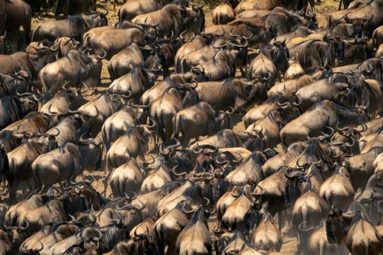 10 Fun Facts About Wildebeests | Ultimate Kilimanjaro