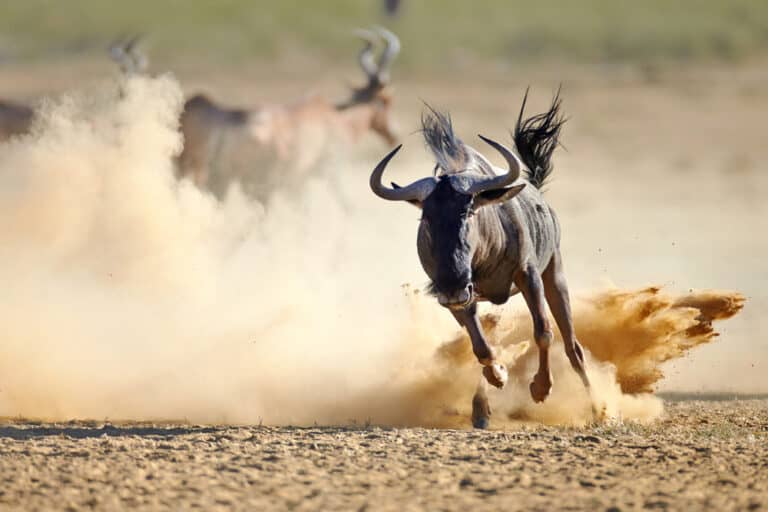 10 Fun Facts About Wildebeests | Ultimate Kilimanjaro