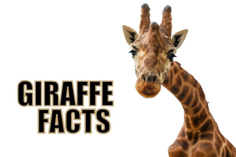 12 Fun Facts About Giraffes | Ultimate Kilimanjaro