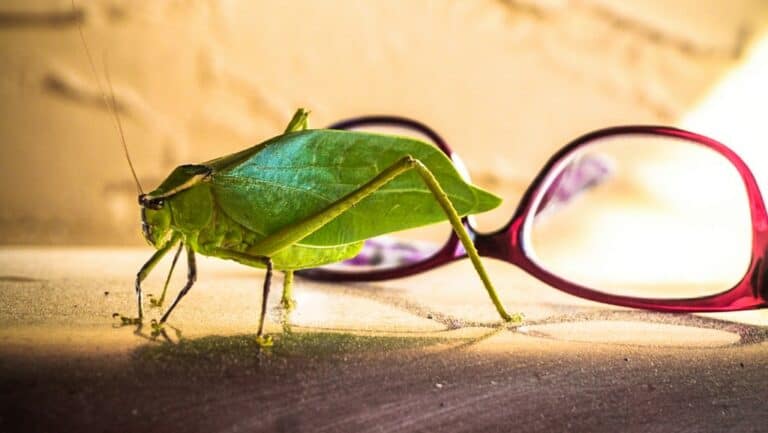 The 15 Largest Insects in the World (Biggest Bugs) | Ultimate Kilimanjaro